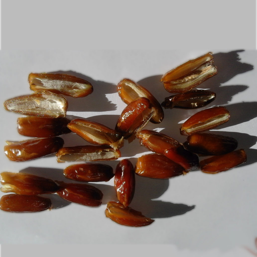 Dattes deglet nour coupés en deux de Tunisie – Henri Probst SA